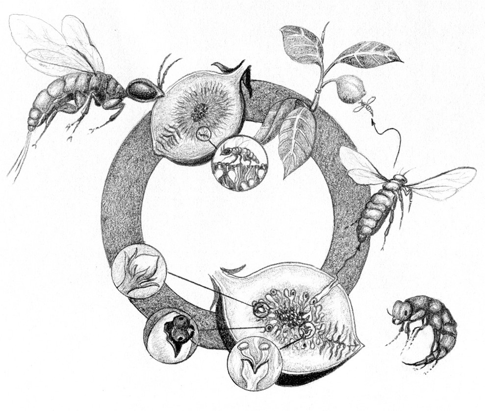 The Secret Life of Fig Wasps: Nature’s Heroes | Dr Sarah Pye