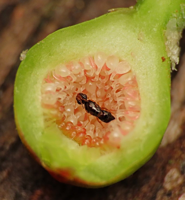 The Secret Life of Fig Wasps: Nature’s Heroes | Dr Sarah Pye