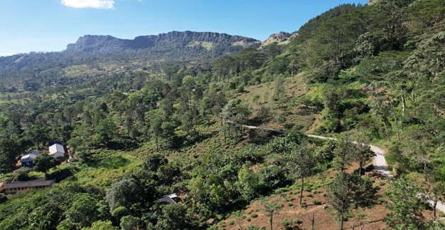 The Pekoe Trail | Dr Sarah Pye