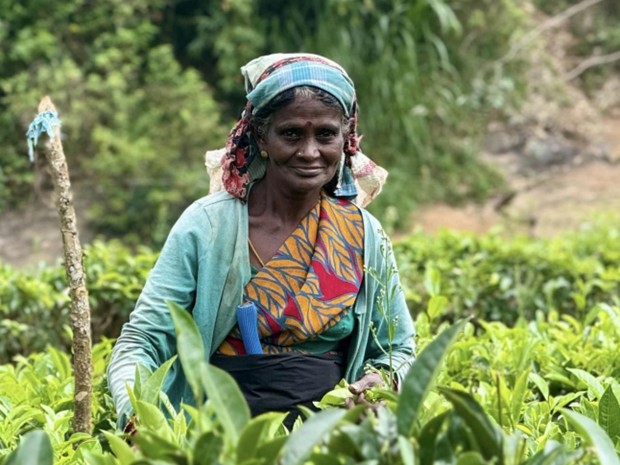 The Pekoe Trail | Dr Sarah Pye