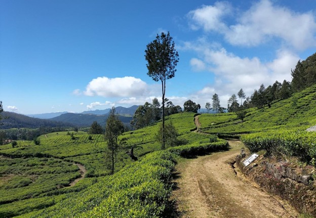 The Pekoe Trail | Dr Sarah Pye